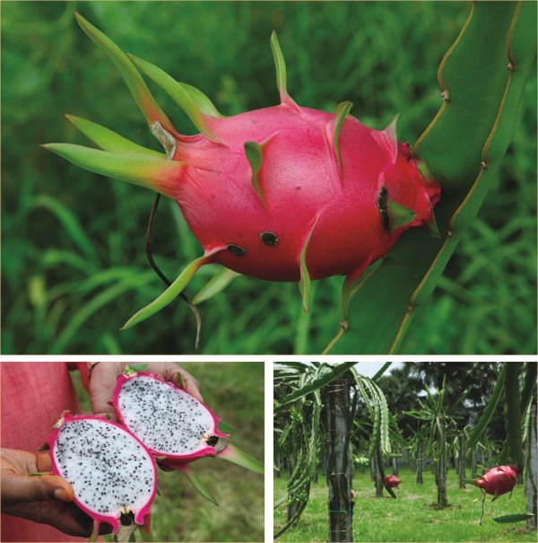 * Dragon fruit helps to lower blood glucose levels in diabetes.